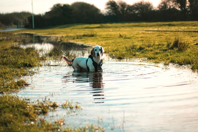 Are Natural Flea Preventions Better Than Pharmaceuticals | Herbal Dog Co Are Natural Flea Preventions Better Than Pharmaceuticals | Herbal Dog Co
